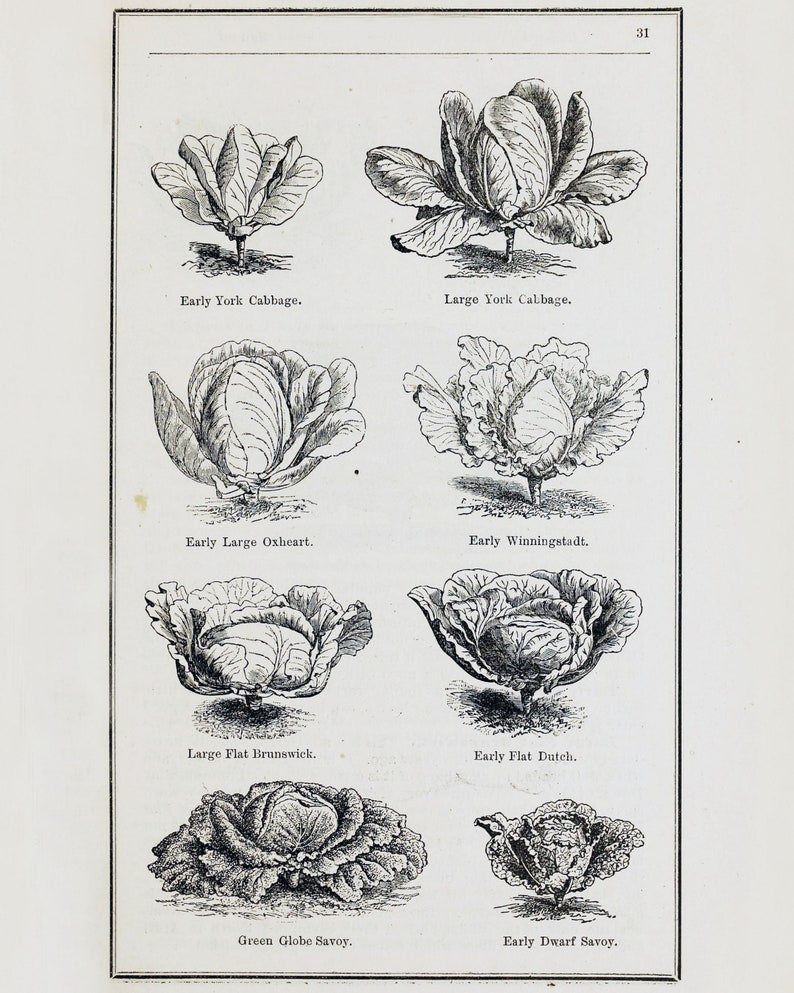 Vintage Garden Prints Digital Download Vegetable Prints SET of 3 - Etsy ...