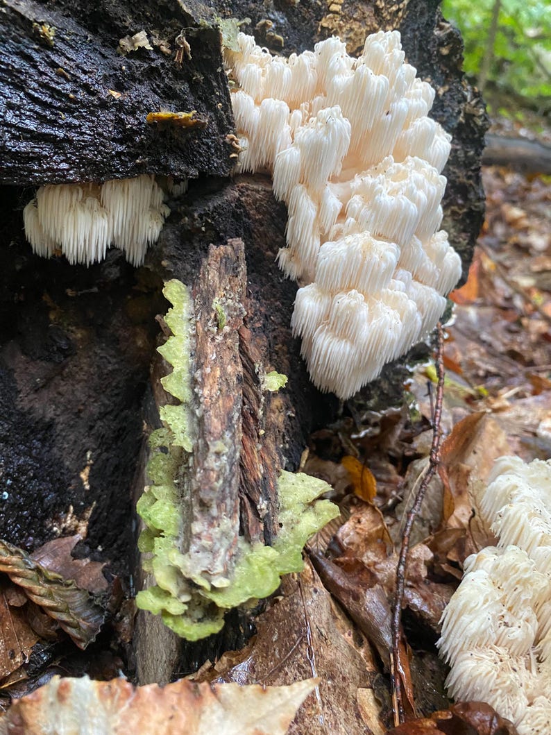 Lions Mane Mushroom Tincture. Wild Harvested, Dual Extracted, Made With ...