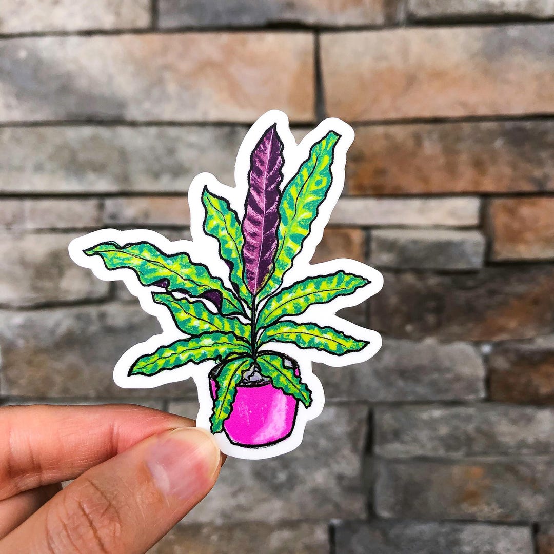 Calathea, Prayer Plant Vinyl Sticker, Botanical Vinyl Sticker for Plant ...