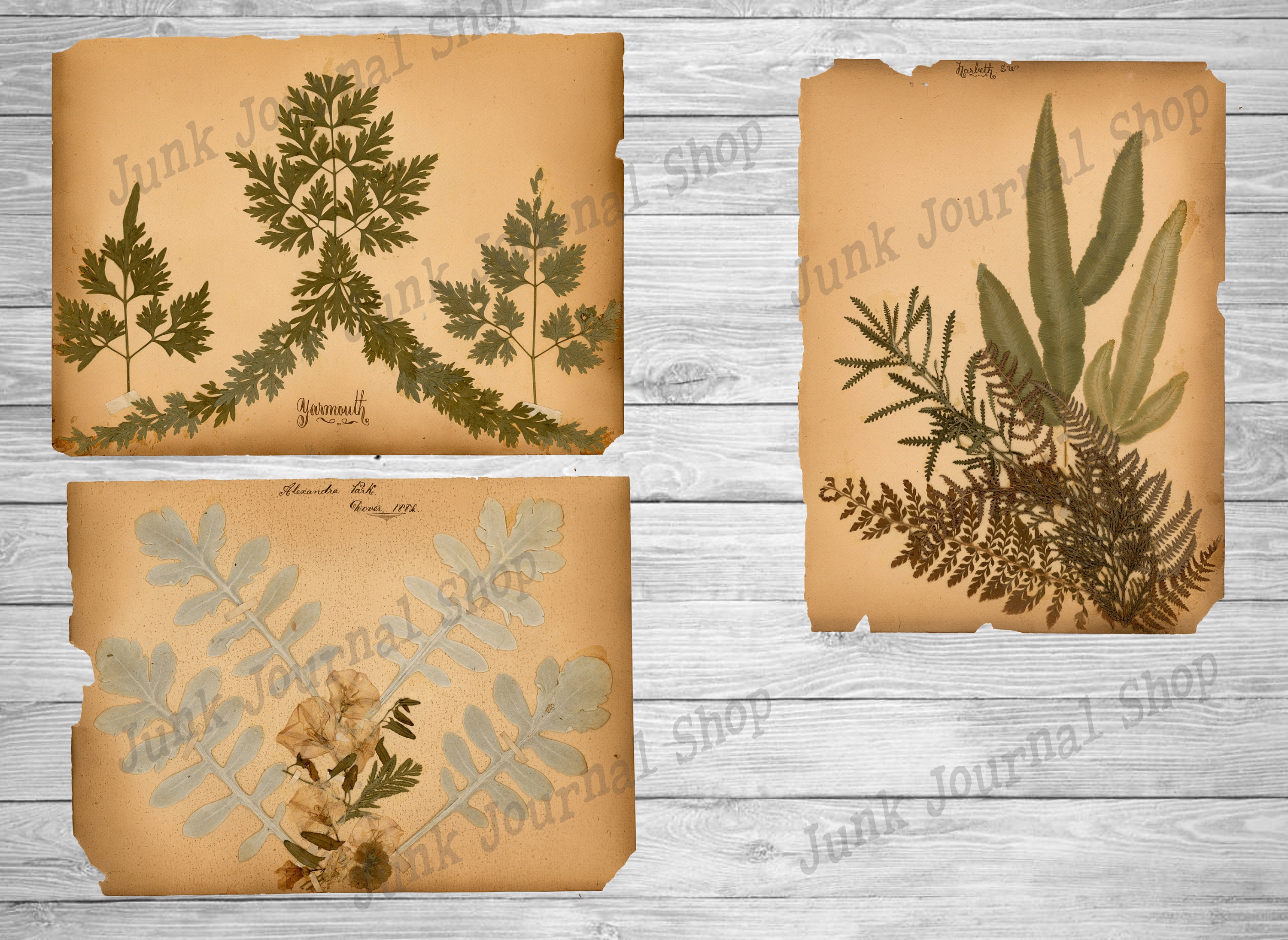 Set 1Printable Botanical pages from an | Etsy