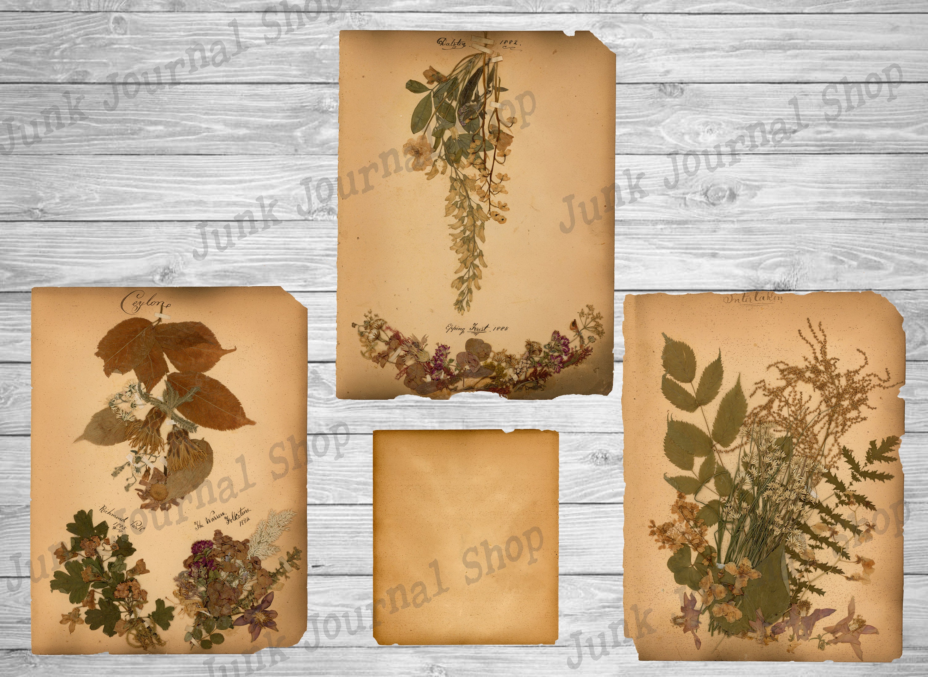 Set 3printable Botanical Pages From an - Etsy