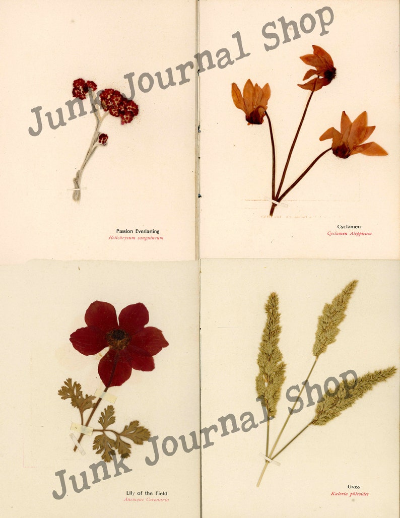 Vintage Pressed Flower Book Printable Digital Download Junk - Etsy