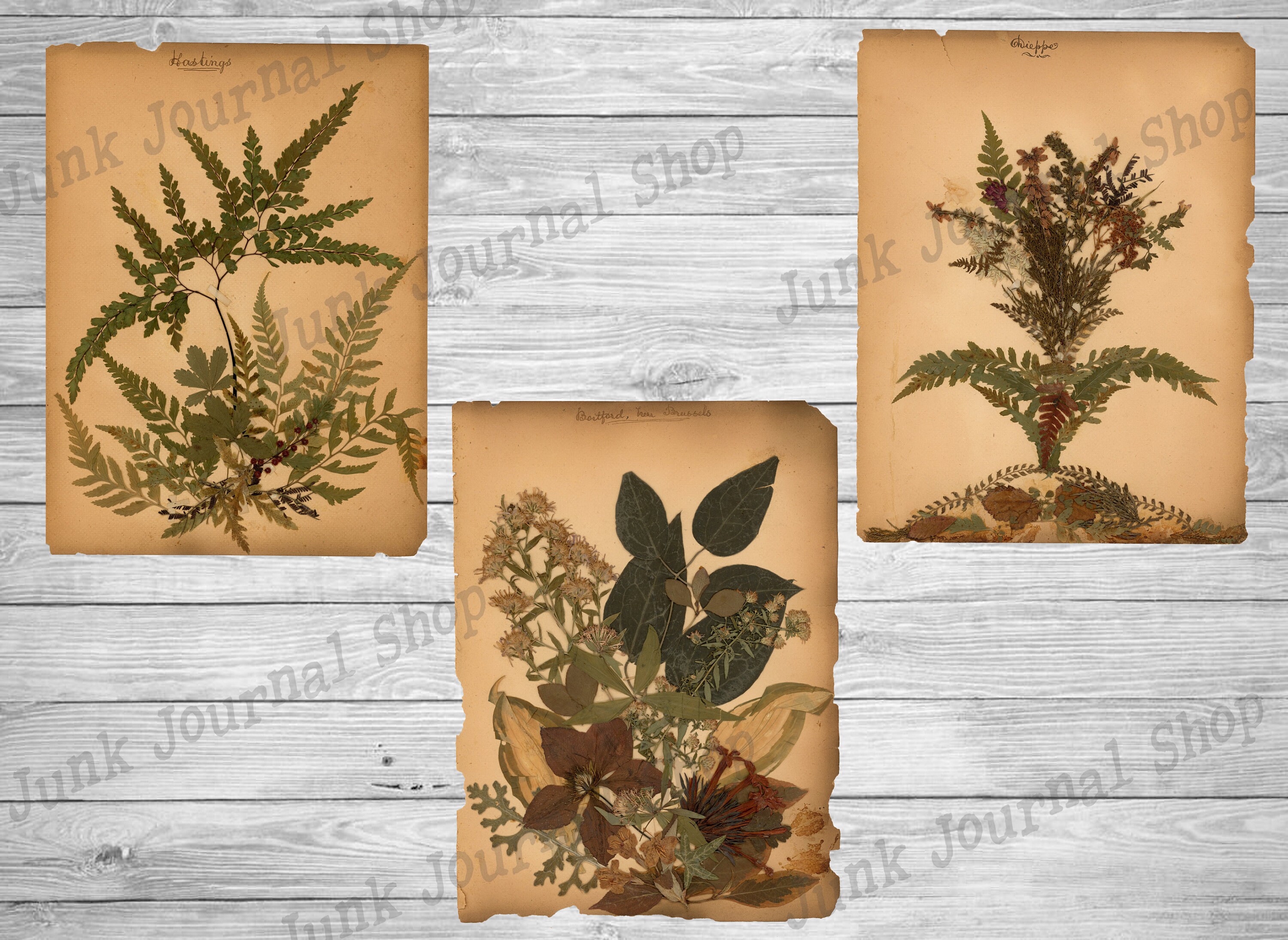 Set 3printable Botanical Pages From an - Etsy