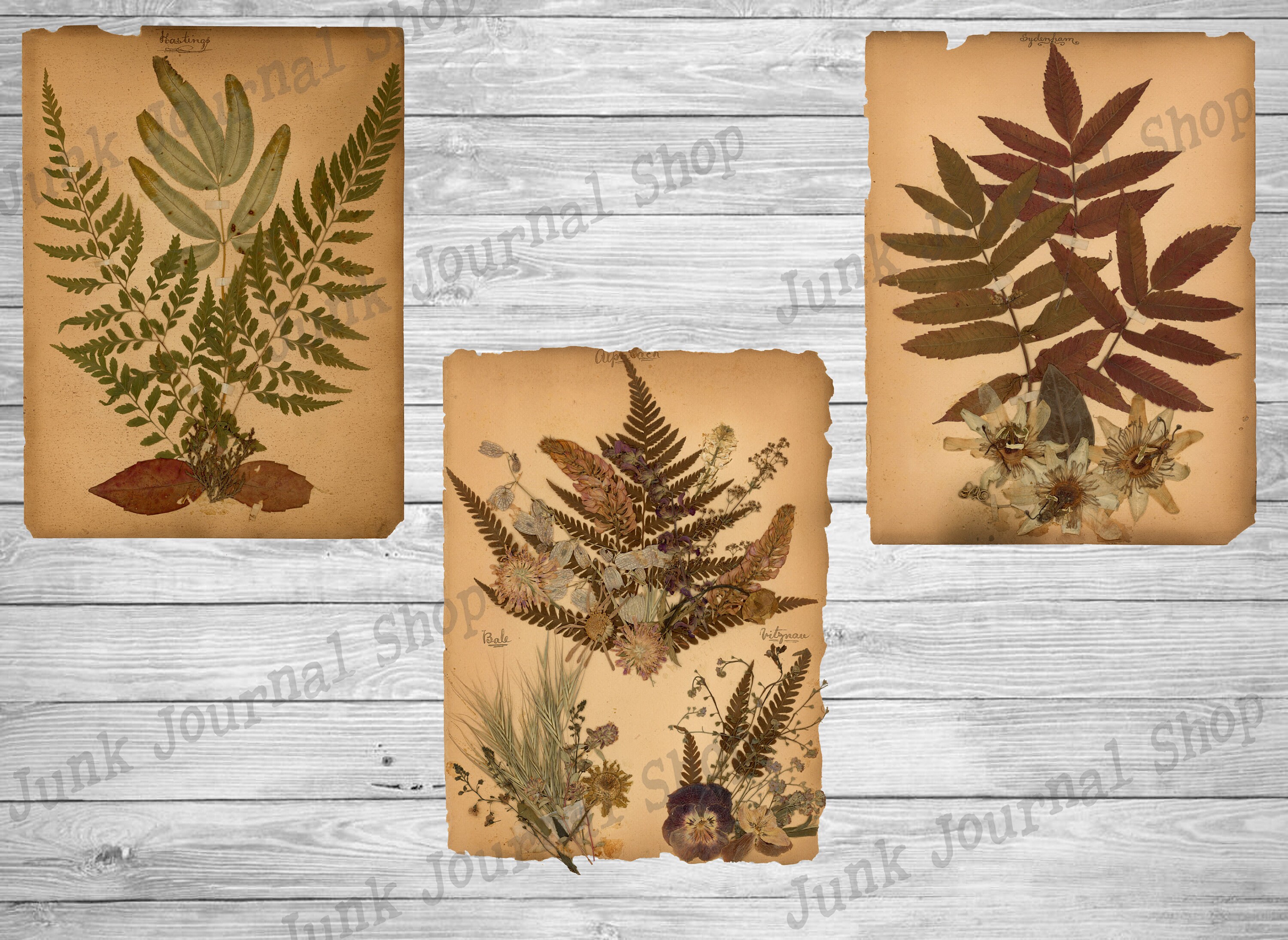 Set #3-"printable" Botanical Pages From an 1800's Scrapbook-digital ...
