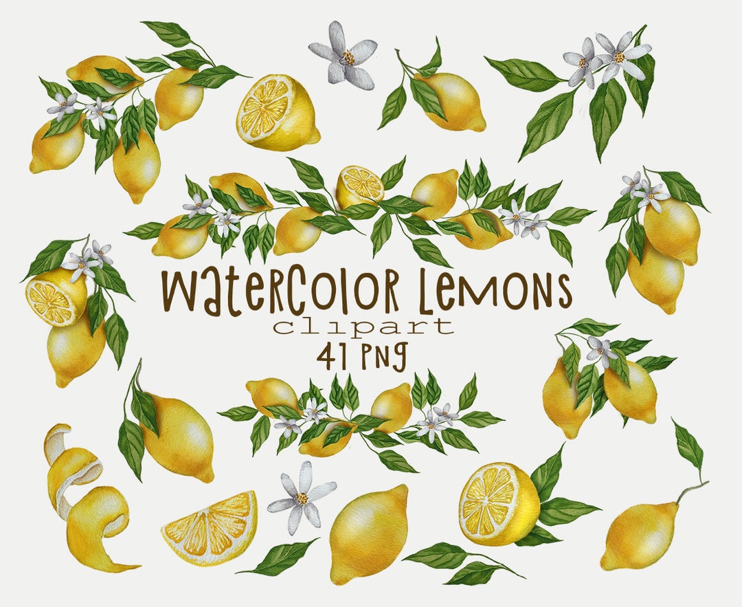 41 Watercolor Lemon Clipart Botanical Fruit Illustration PNG ...