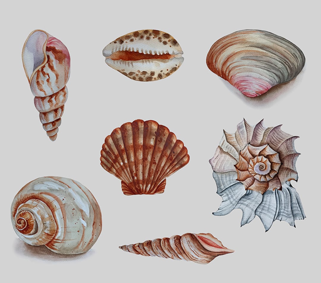 Sea Shells Art Print Set of 7, Watercolor Marine Bathroom Clipart Decor ...