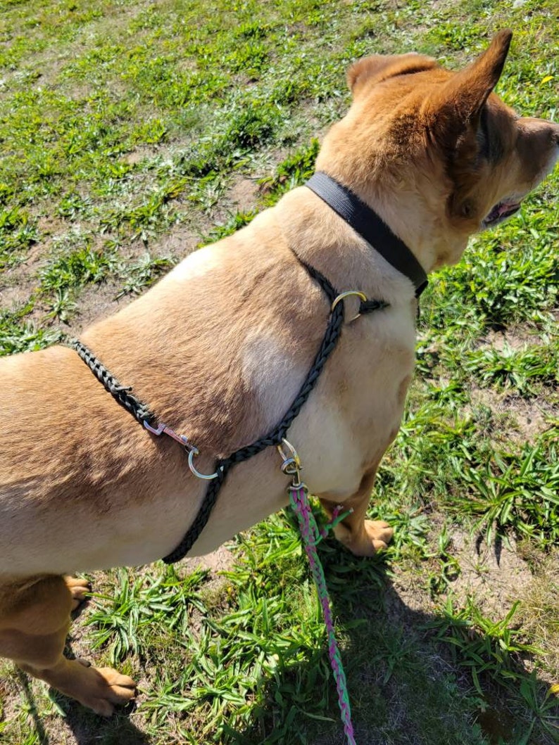 Paracord Instant Harness for Your Dog! - Etsy