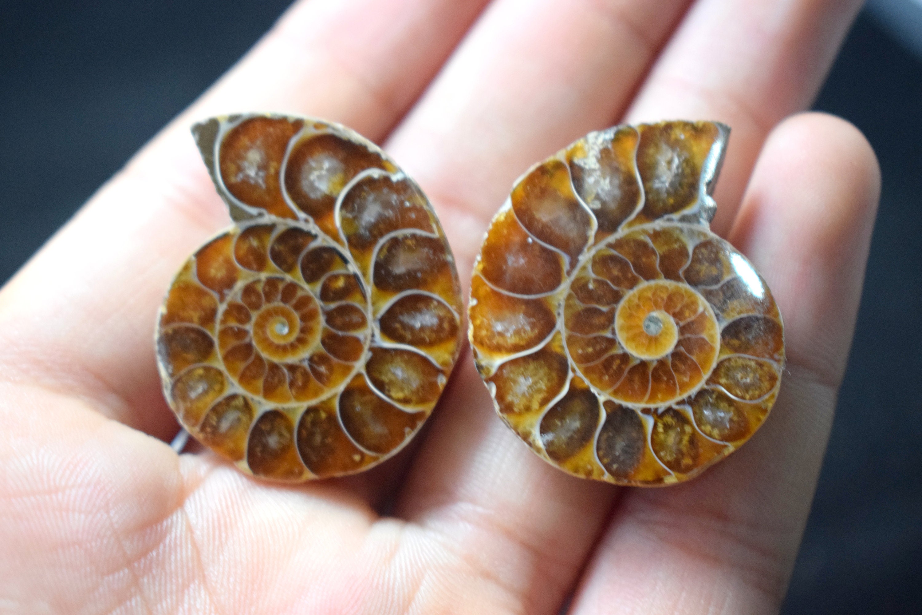 Amazing Natural Ammonite Polished Fossilized Sliced Set of Two Shell ...