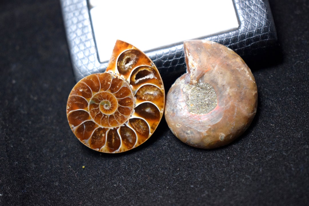 Amazing Natural Ammonite Polished Fossilized Sliced Set of Two Shell ...
