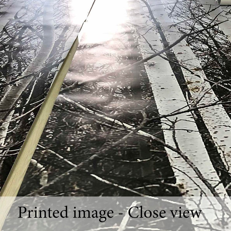 Birch Trees Forest Wallpaper. Nature Wallpaper. Landscape Wall - Etsy