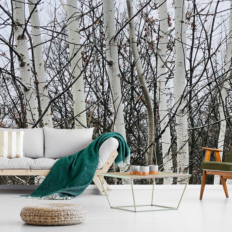 Birch Tree Wall Mural - Etsy