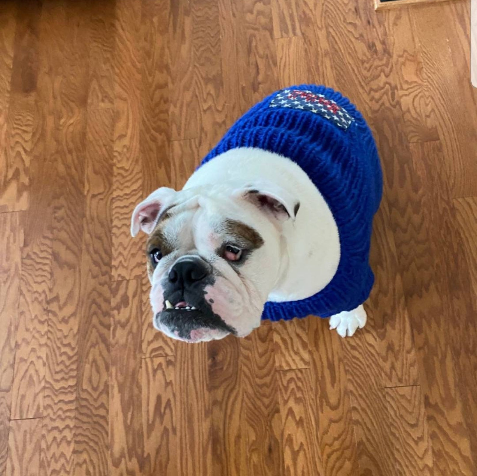 Knit English Bulldog Sweater: Custom Embroidered Dog Clothes - Etsy