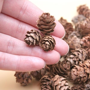 Mini Pine Cones (50 Pk): Tiny Natural Pinecones for Crafts - Etsy