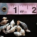 Seashells 100 Pk Miniature Conch Shells for Zen Garden, Terrarium or ...