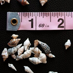 Seashells 100 Pk Miniature Conch Shells for Zen Garden, Terrarium or ...