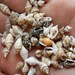 Seashells 100 Pk Miniature Conch Shells for Zen Garden, Terrarium or ...