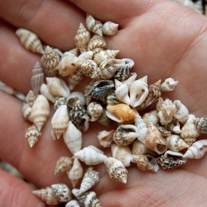 Seashells 100 Pk Miniature Conch Shells for Zen Garden, Terrarium or ...