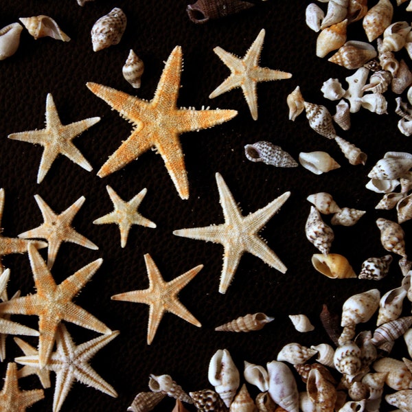Mini Starfish - Etsy