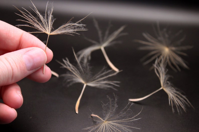 Western Salsify 50 Pcs Parachute Seeds: Natural Fluffy Feather Tops ...