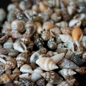 Seashells 100 Pk Miniature Conch Shells for Zen Garden, Terrarium or ...
