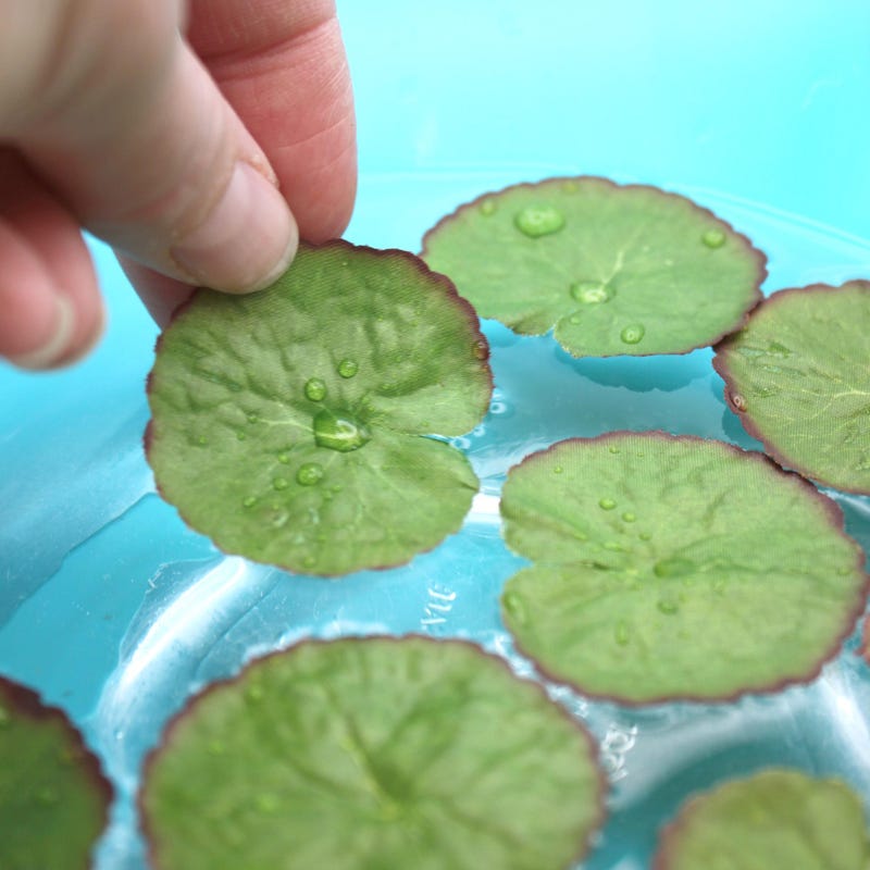 Miniature Lily Pads - Etsy