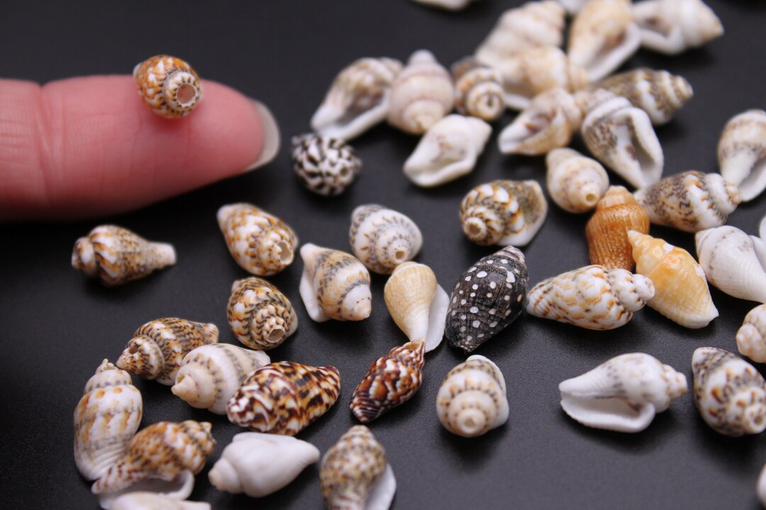Seashell Beads 100 Pk Miniature Conch Shells W/ Drilled Holes for ...