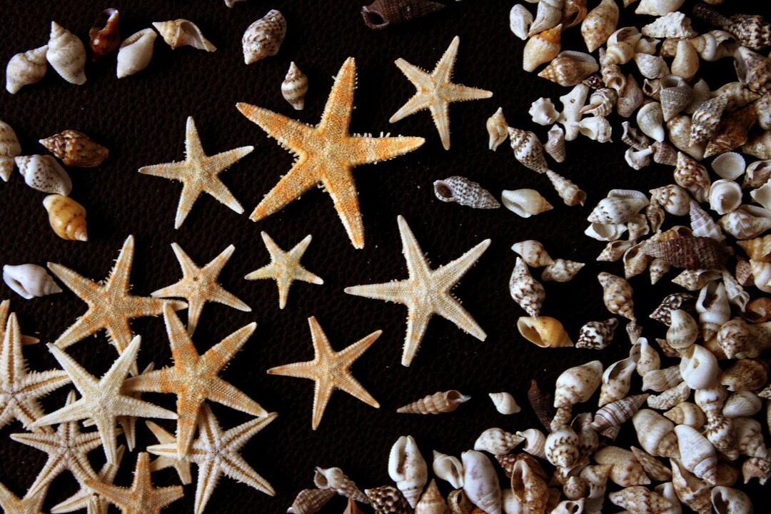 Natural Mini Starfish 10 Pk Star Fish for Zen Garden, Fairy Garden or ...