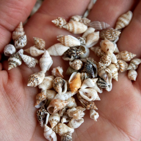Tiny Seashells - Etsy