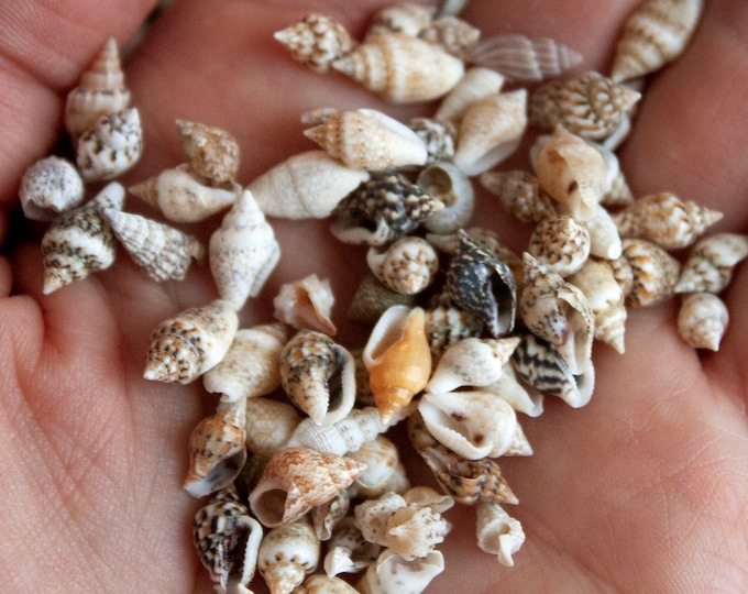 Seashells 100 Pk Miniature Conch Shells for Zen Garden, Terrarium or ...