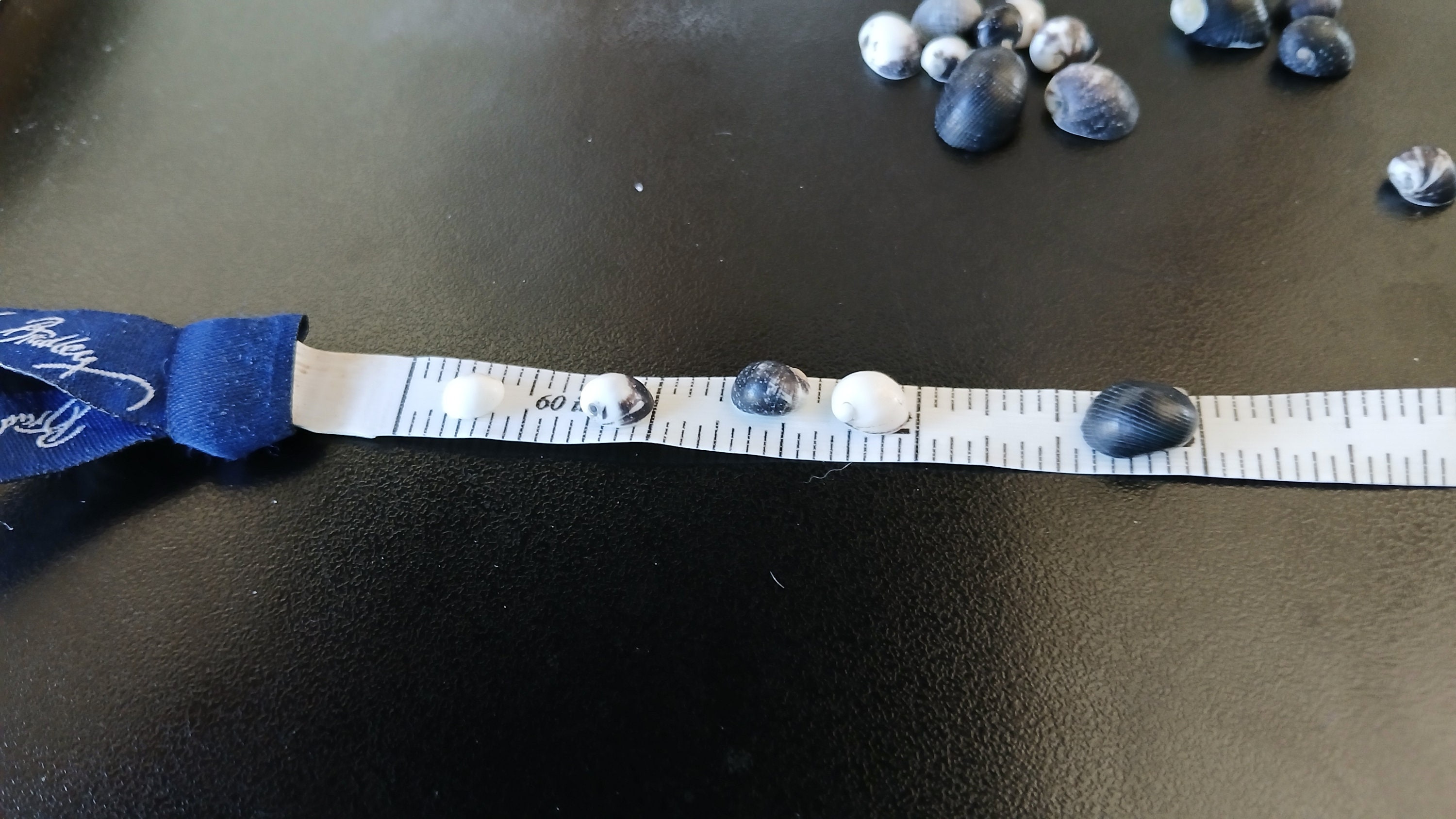 Hawaiian Shell Jewelry Supply, Endemic Speckled Nerite Lot, Undrilled ...