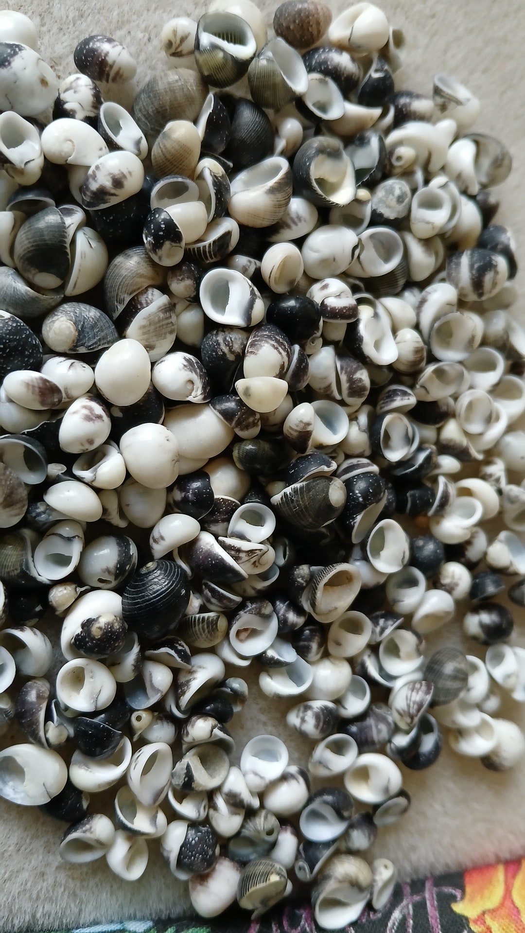 Hawaiian Shell Jewelry Supply, Endemic Speckled Nerite Lot, Undrilled ...