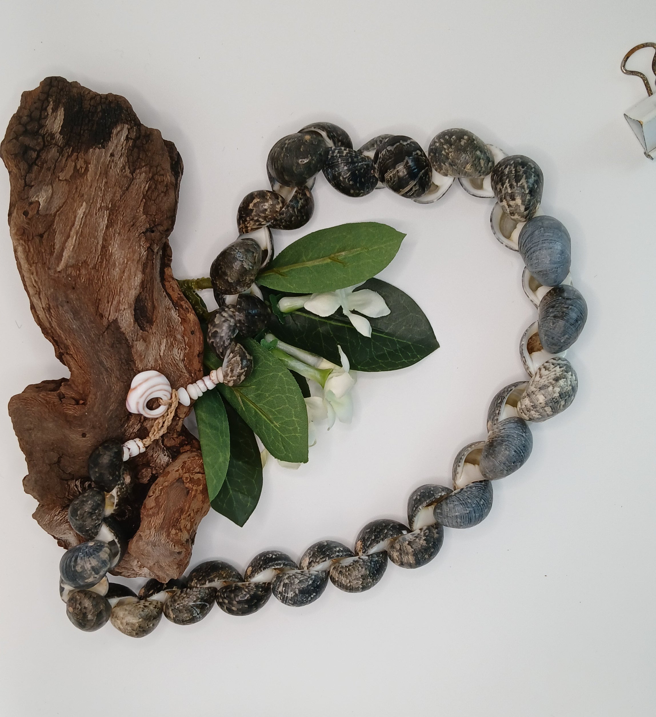 Traditional Hawaiian Kupee Shell Lei, Hawaiian Shell Choker, Polished ...
