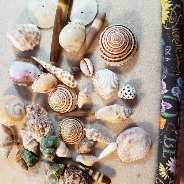 Hawaiian Seashells - Etsy