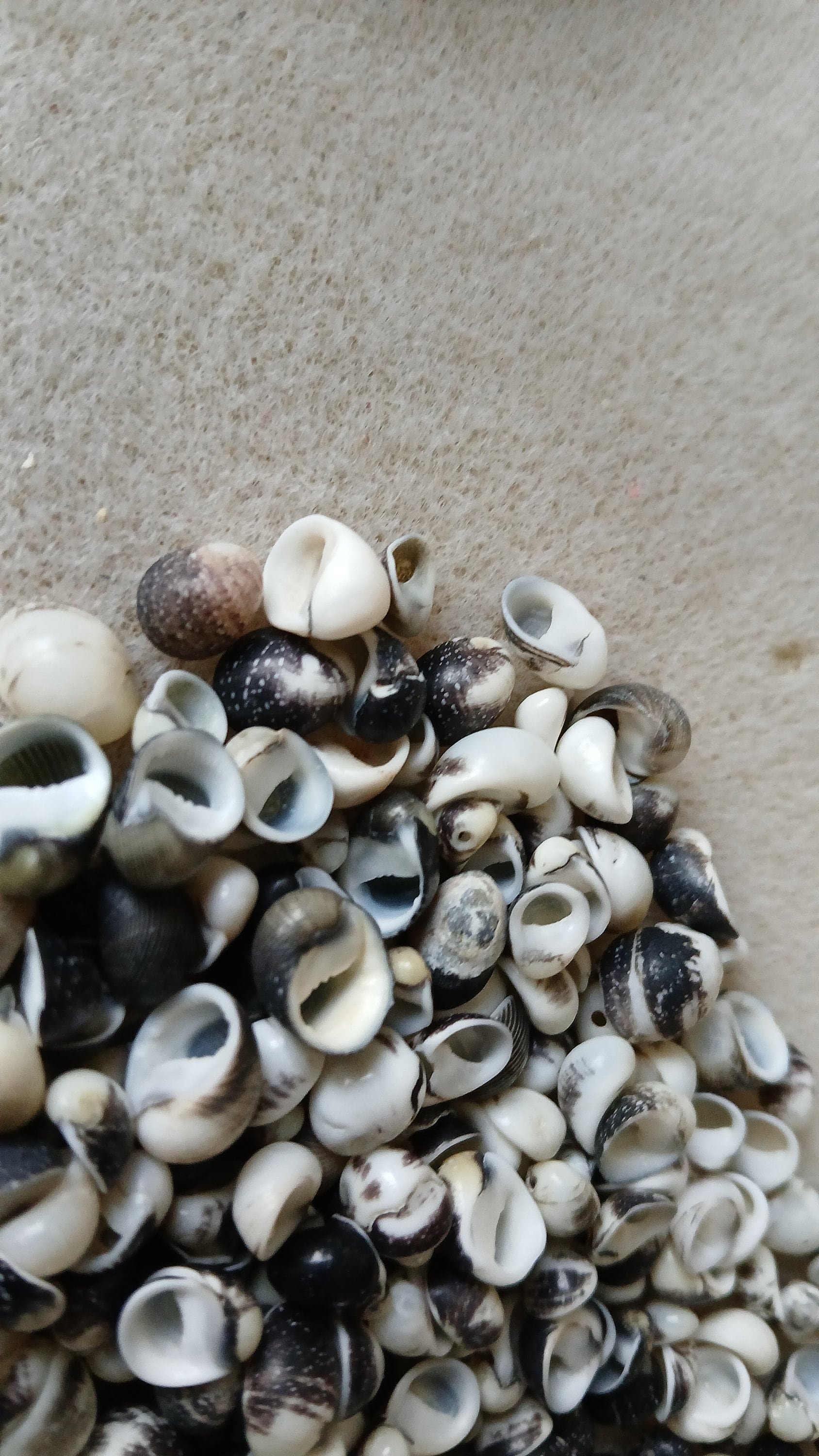 Hawaiian Shell Jewelry Supply, Endemic Speckled Nerite Lot, Undrilled ...