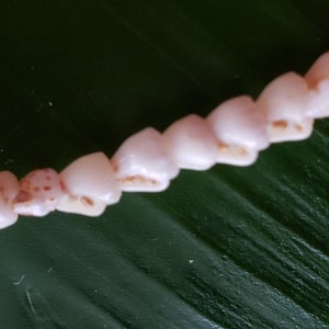 Big Mouth Momi Shells, Niihau Shell Jewelry, Classic Hawaii Necklace ...