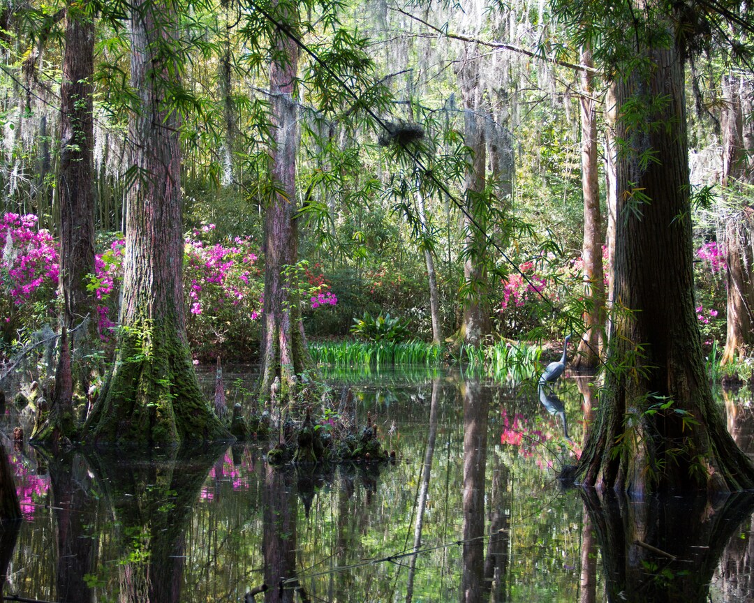 Charleston Art South Carolina Spring Audubon Swamp Garden - Etsy New ...