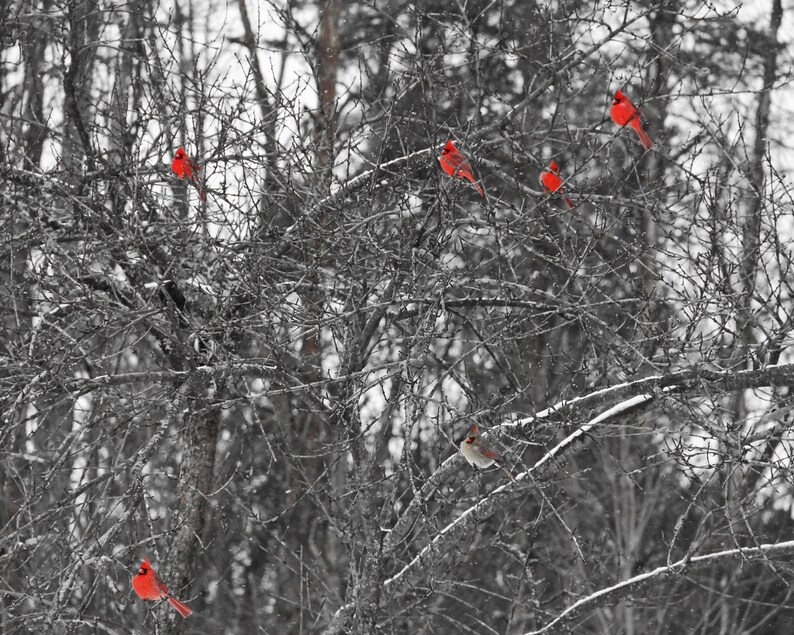 Winter Landscape, Cardinals, Cardinal Photography, Bird Print, Bird Art ...