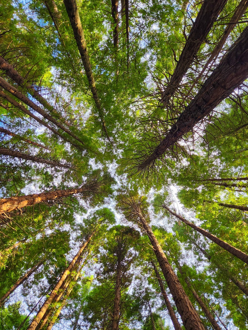 Californian Redwoods Rotorua New Zealand Treetops Whakarewarewa Forest ...