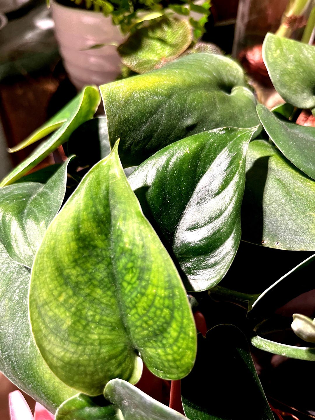 Scindapsus Jade - Etsy