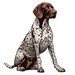 German Shorthaired Pointer PNG and JPG ART for Print. - Etsy