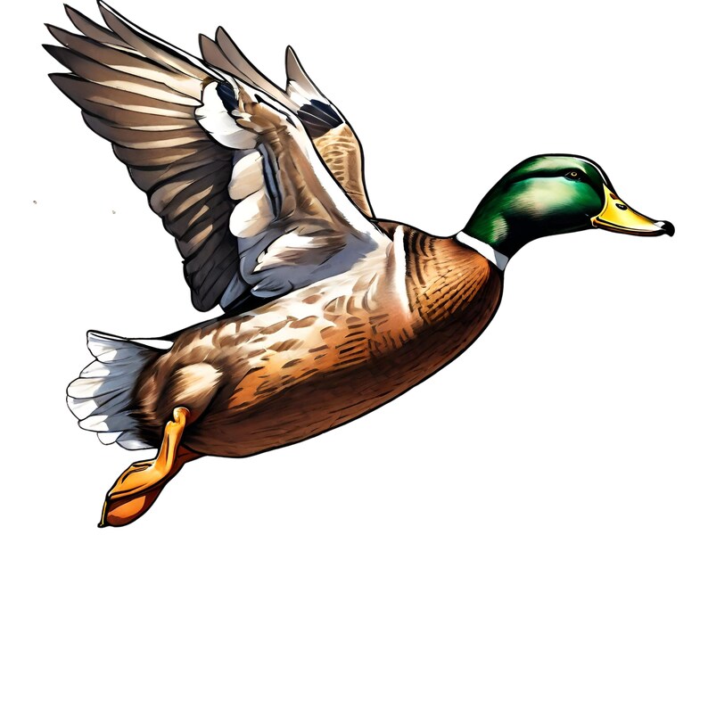 Harmony in Motion: Flying Mallard Duck PNG Hight Resolution. - Etsy