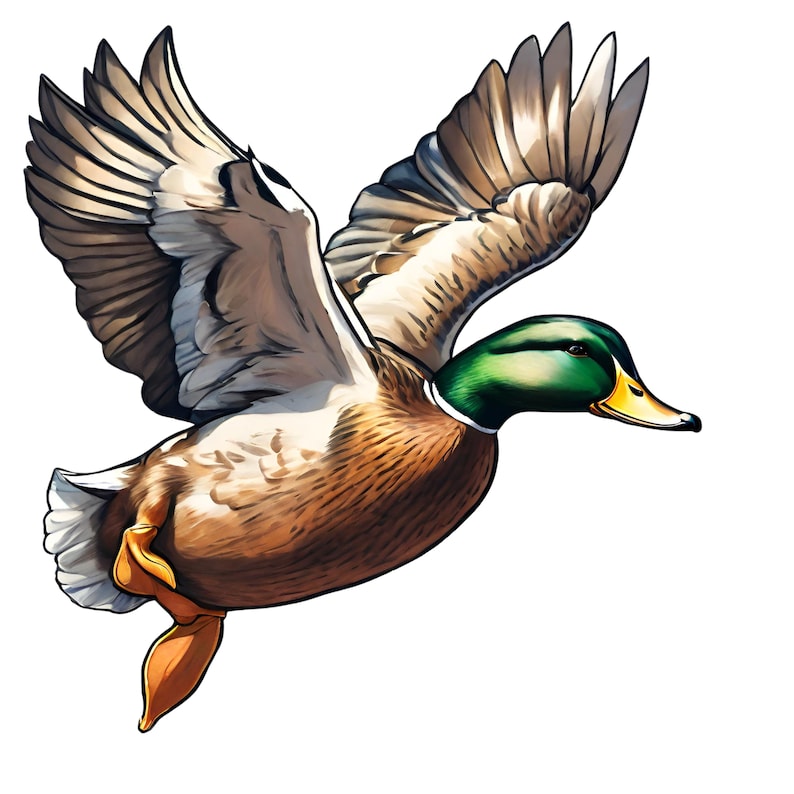 Harmony in Motion: Flying Mallard Duck PNG Hight Resolution. - Etsy