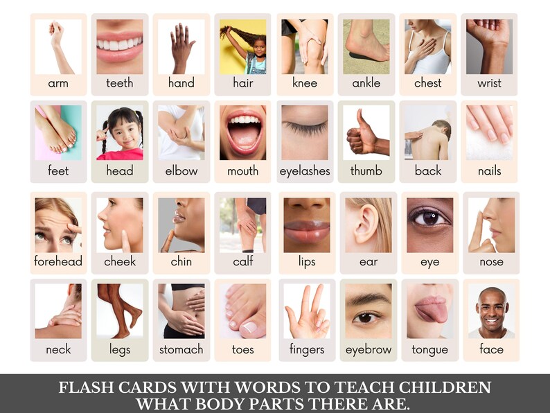 BODY PARTS real Pictures 32 Montessori Cards Flash Cards - Etsy