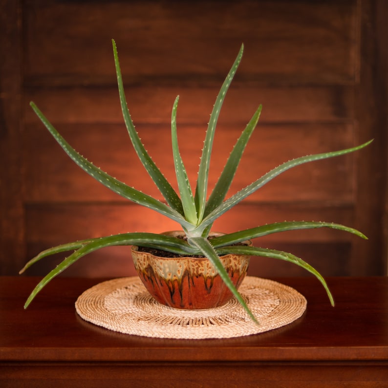 Ramen Bowl / Noodle Bowl Our Medium Flower Shaped Bowl is | Etsy