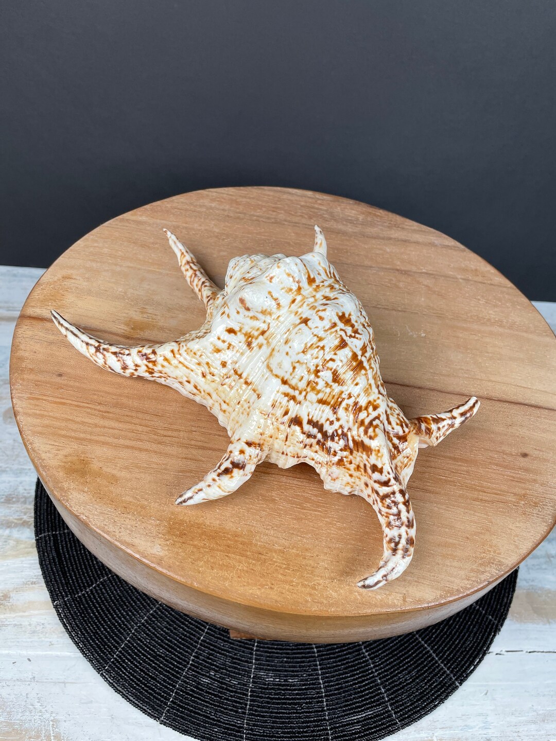 Spider Conch Seashell, Lambis Chiragra Seashell, South Pacific Seashell ...