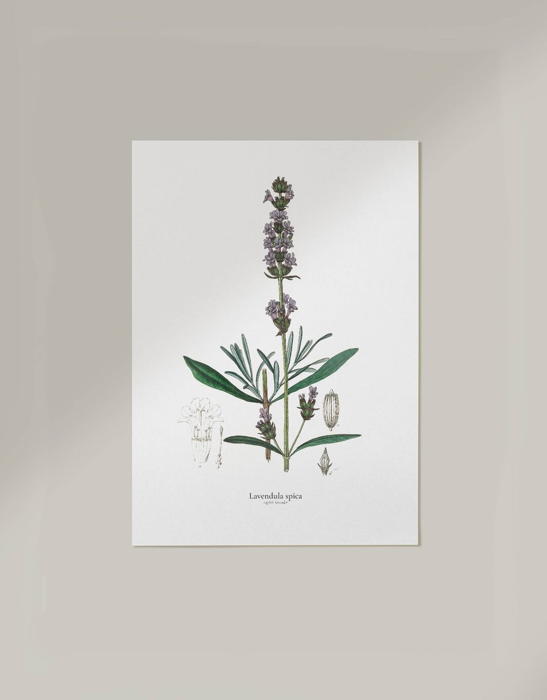 English Lavender Lavandula Spica Print - Etsy