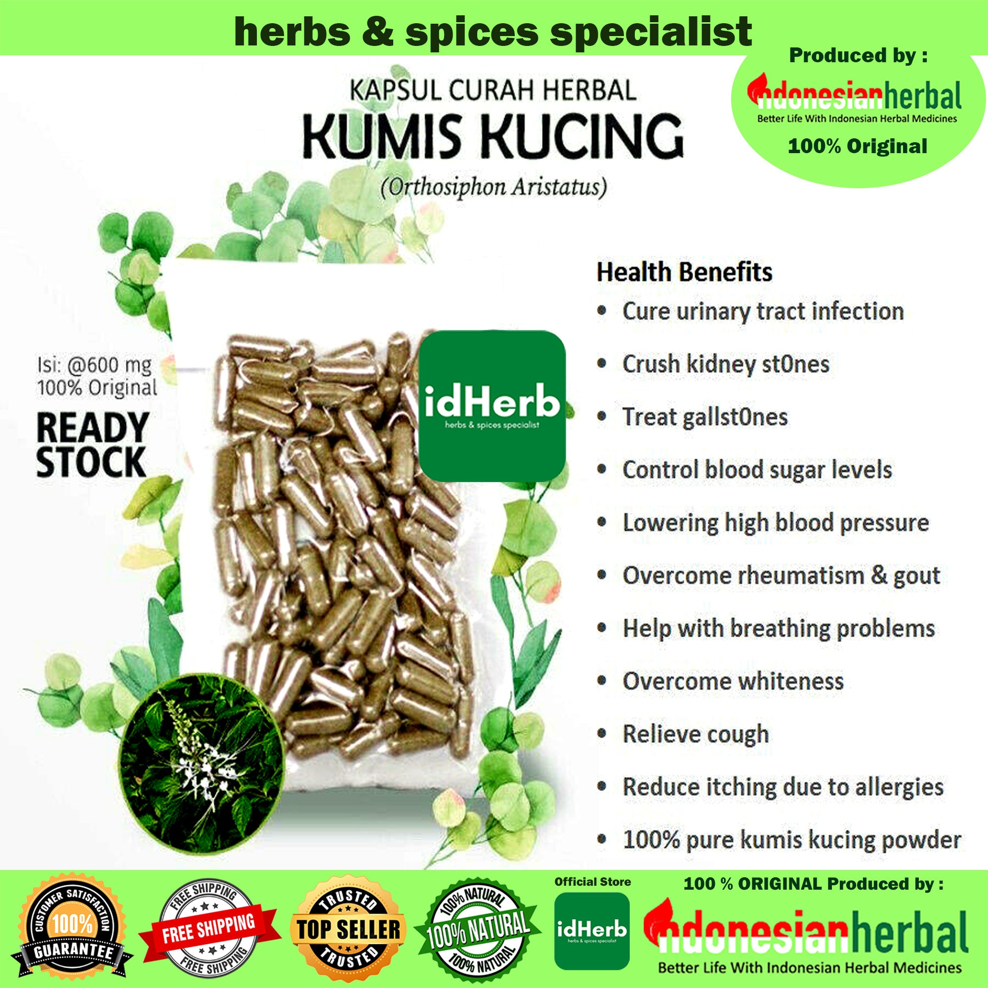 100-500 CAPSULES Orthosiphon Aristatus Kumis Kucing 600mg for - Etsy