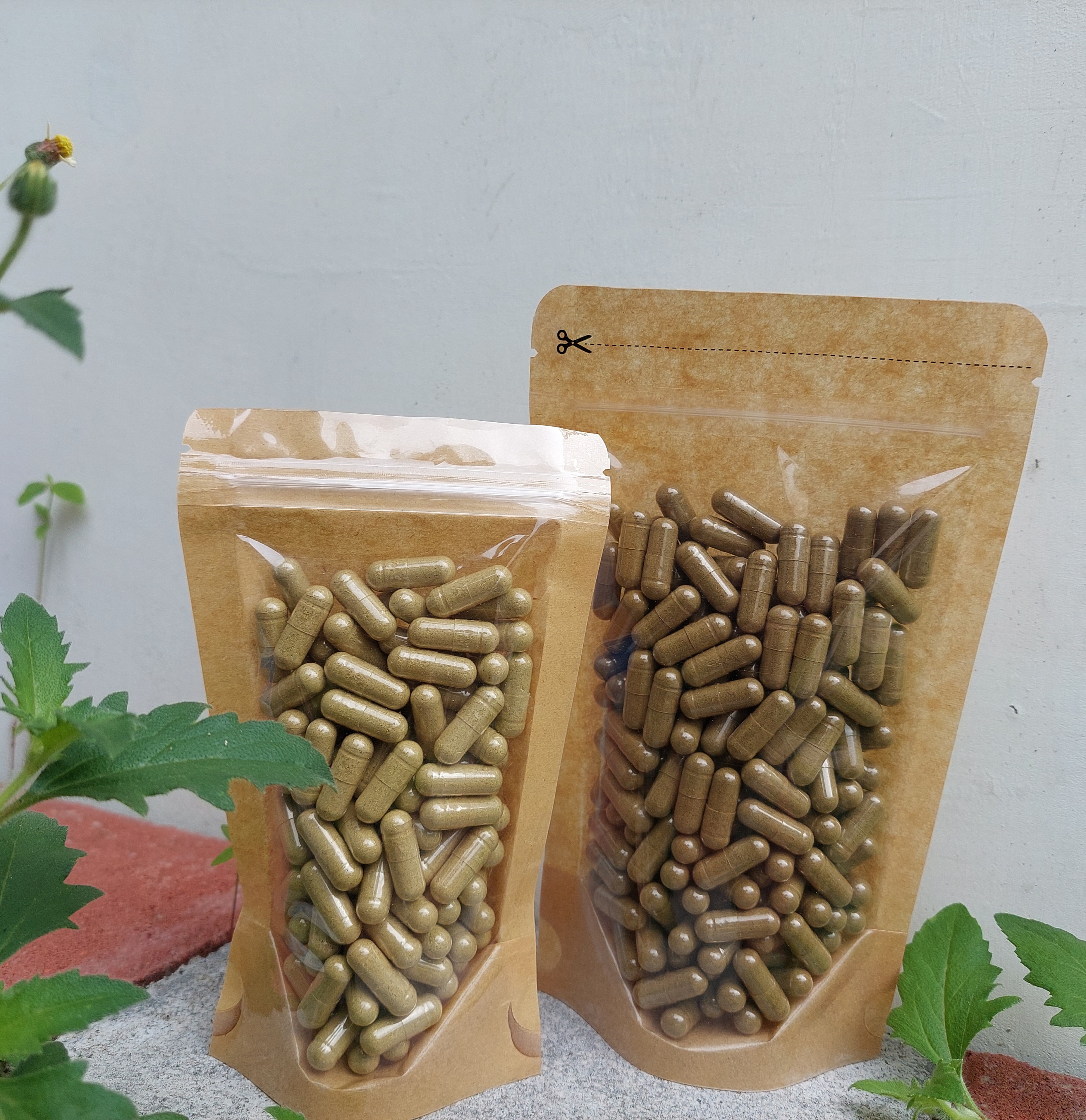 Pure Tongkat Ali Extract Capsules 10x Potency Extract 500 Mg 10:1 ...