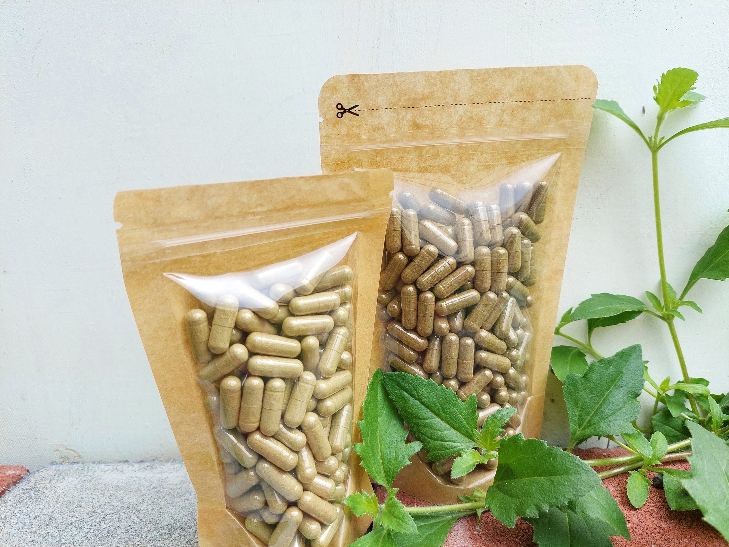 MIXTURES CAPSULES Mixtures of Oak Galls Kacip Fatimah Parameriae Cortex ...