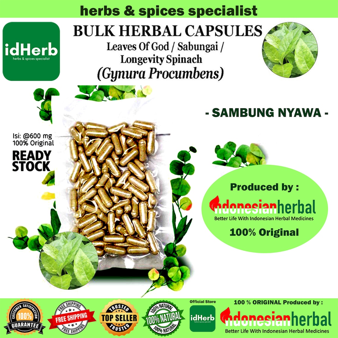 100-500 CAPSULES Gynura Procumbens Leaves of God 600mg for Health All ...